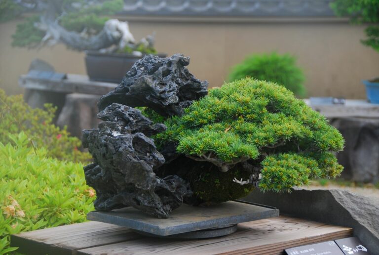 Creating Bonsai On Rock: A Step-by-Step Guide