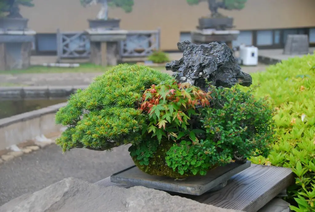 Bonsai On Rock: Selecting Perfect Trees and Rocks