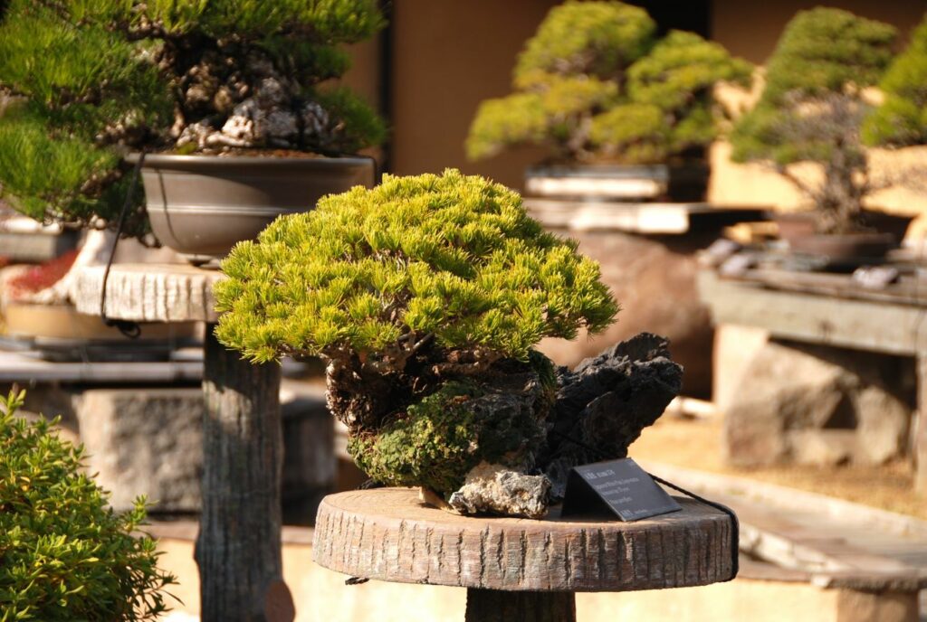 Rock Bonsai Care: Essential Tips and Techniques