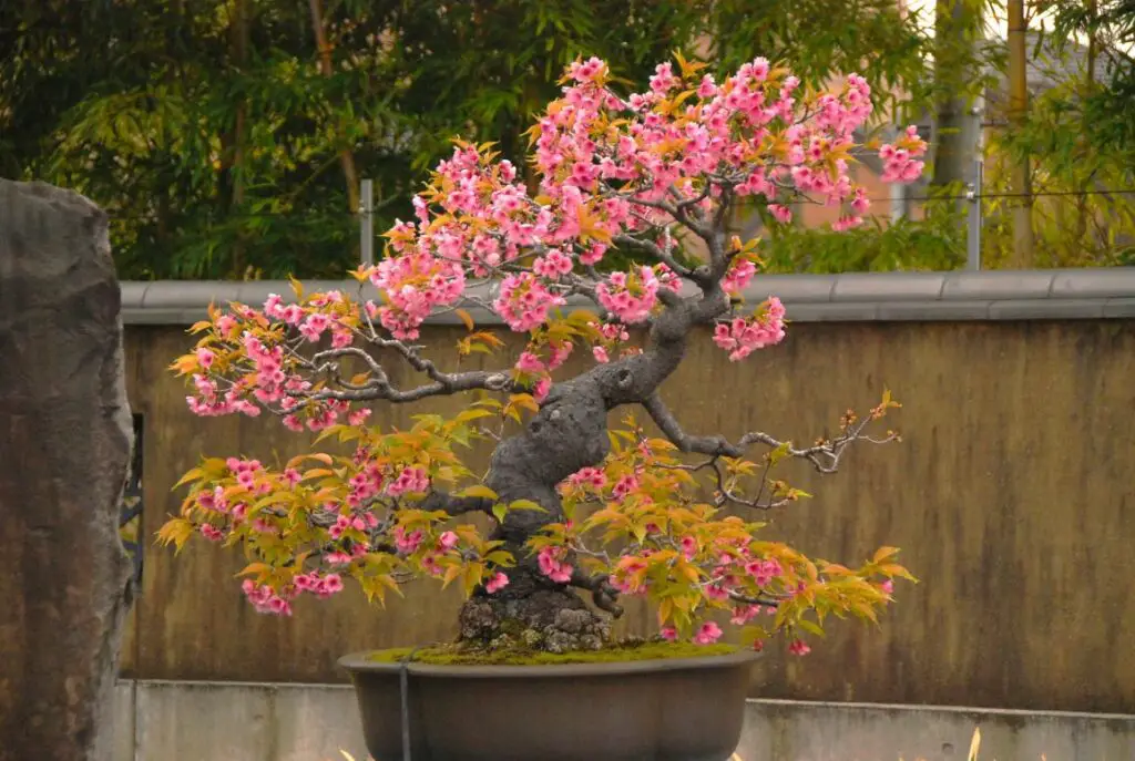 Secrets of Flowering Bonsai Trees: Mastering Process and Factors