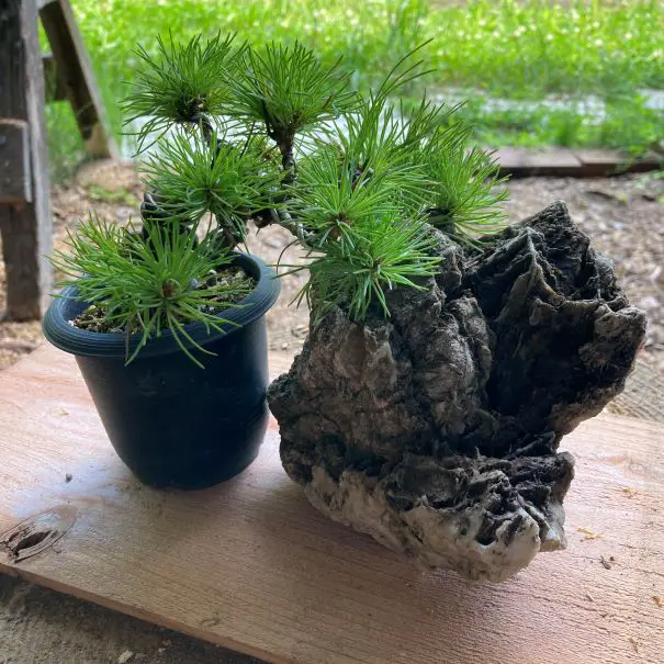 Creating Bonsai On Rock: A Step-by-Step Guide