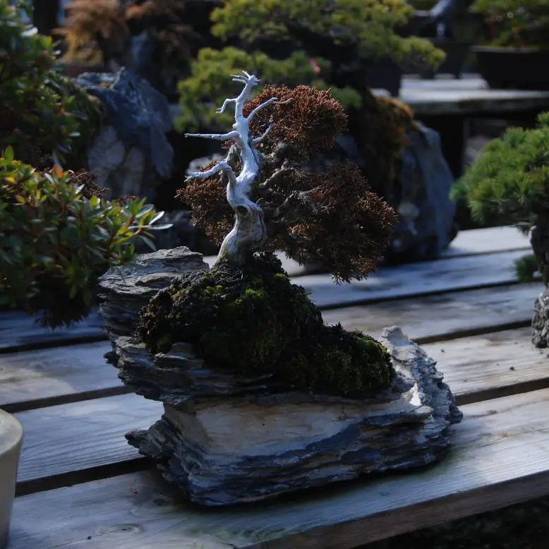 Creating Bonsai On Rock: A Step-by-Step Guide
