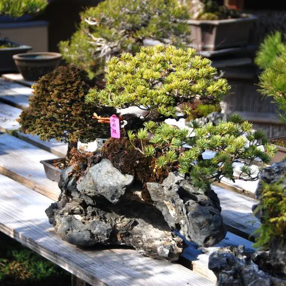 Bonsai On Rock: Selecting Perfect Trees and Rocks
