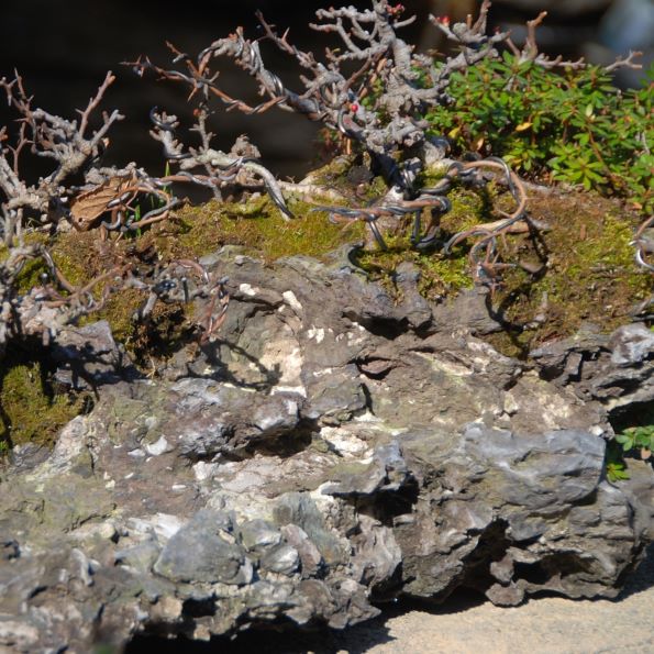 Bonsai On Rock: Selecting Perfect Trees and Rocks