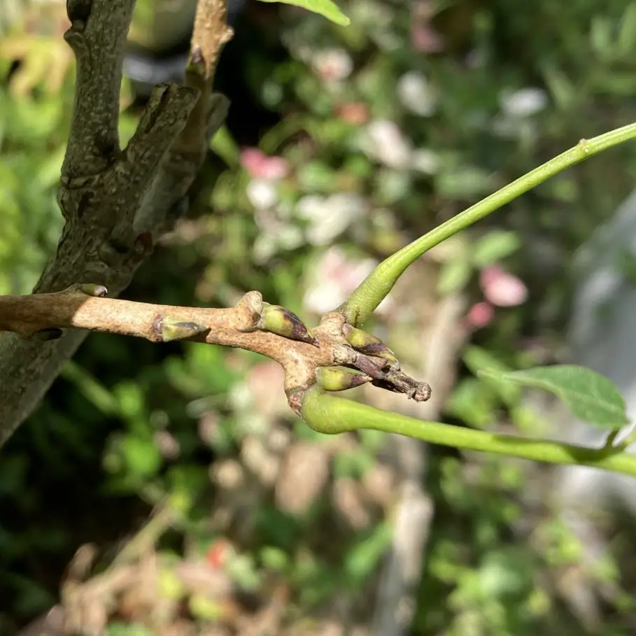 Mastering Wisteria Bonsai Care: A Complete Guide
