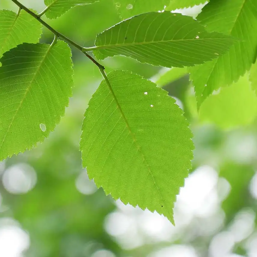 All About Elm/Zelkova and Bonsai: A Comprehensive Guide