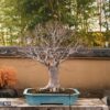 Japanese Zelkova Bonsai 101: A Complete Care Guide