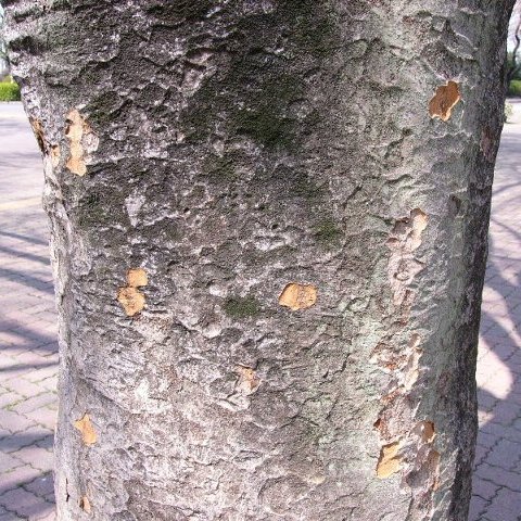 All About Elm/Zelkova and Bonsai: A Comprehensive Guide