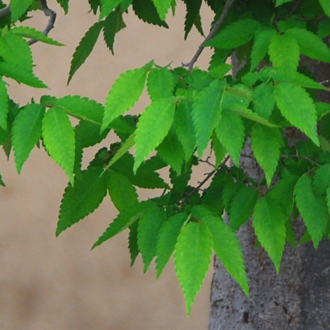 All About Elm/Zelkova and Bonsai: A Comprehensive Guide