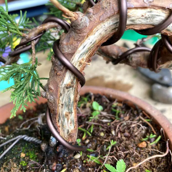 10 Rules of Bonsai Wiring: Mastering Wire Techniques for Beauty