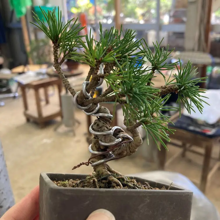 10 Rules of Bonsai Wiring: Mastering Wire Techniques for Beauty