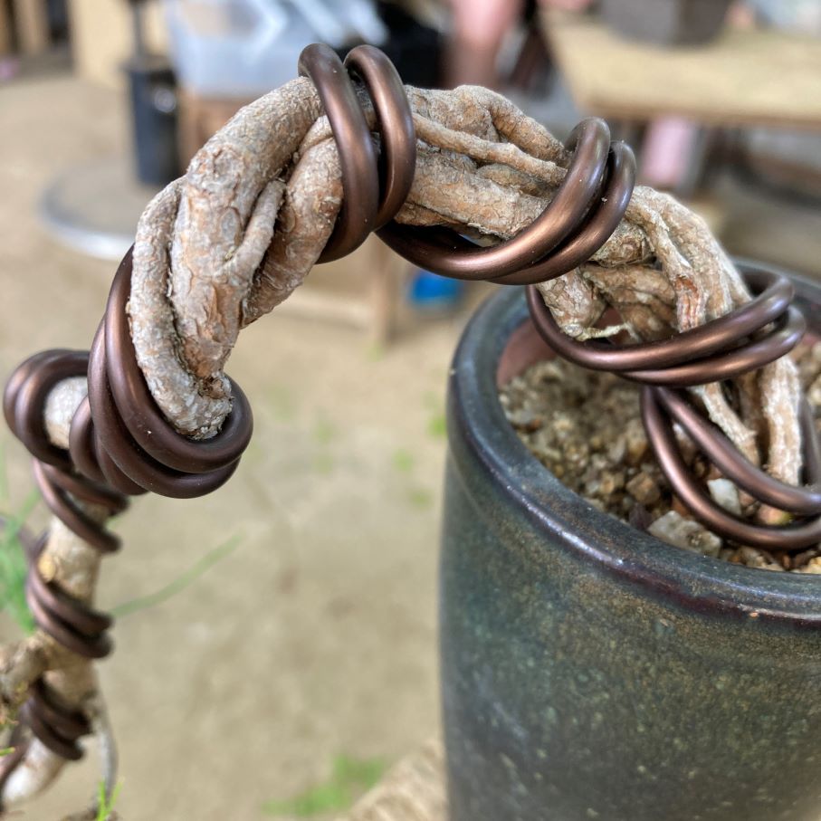 10 Rules of Bonsai Wiring: Mastering Wire Techniques for Beauty