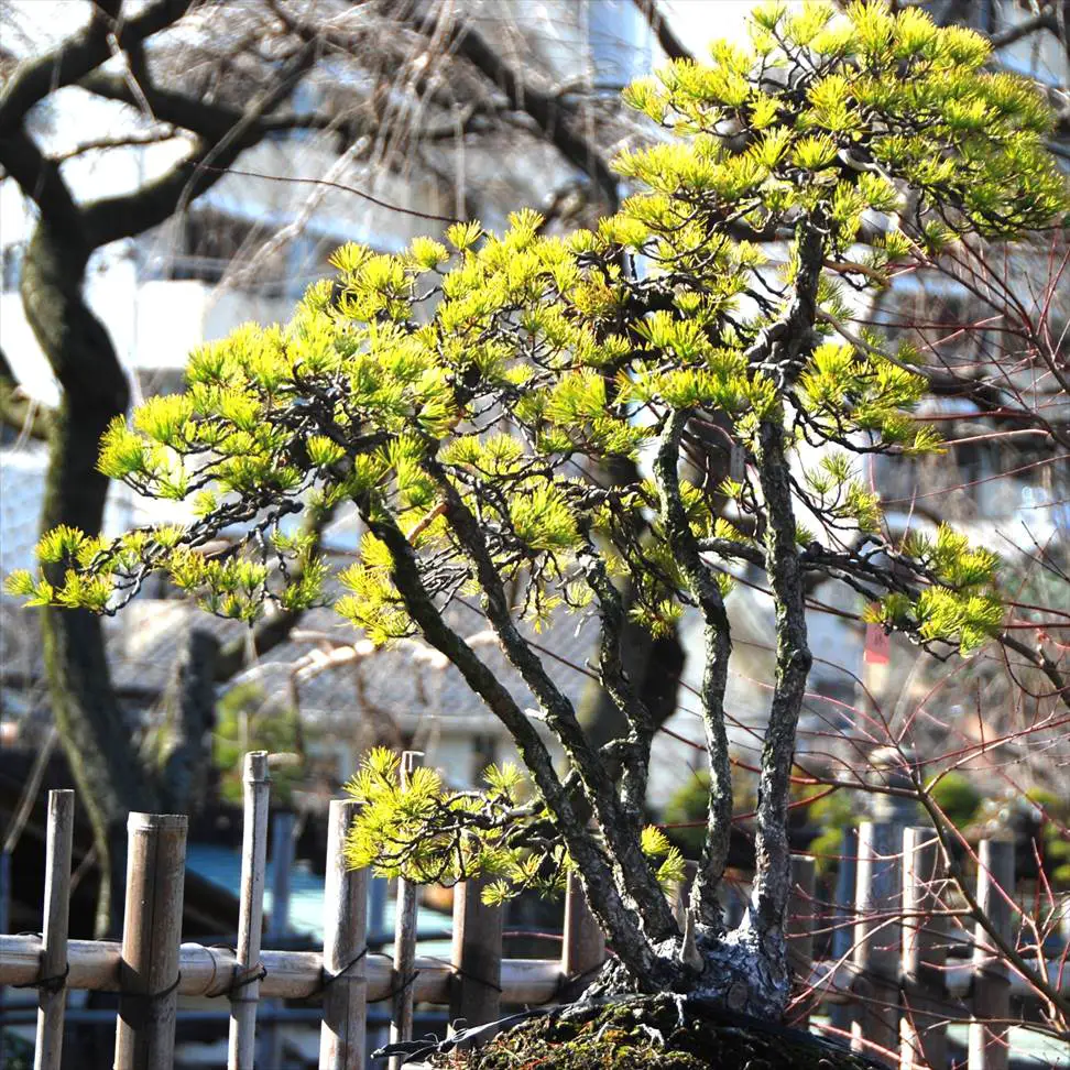 Forest Bonsai 101: How to Make Perfect Forest Bonsai
