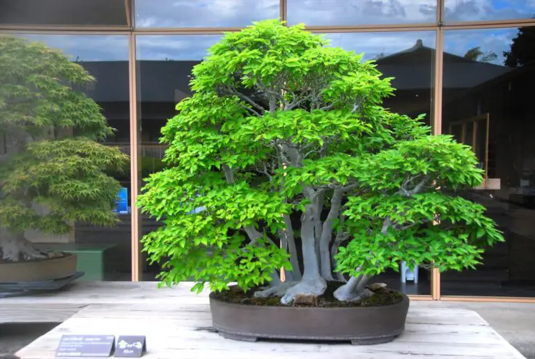 Forest Bonsai 101: How to Make Perfect Forest Bonsai